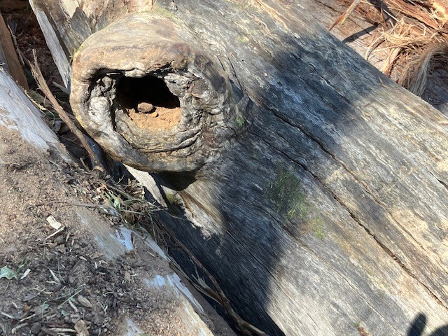 Shane Rendalls for Redland City Council. Habitat trees -what Council can do